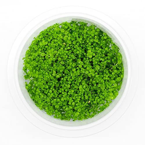 SubstrateSource Dwarf Baby Tears Hemianthus Callitrichoides Live Aquarium Plant Tissue Culture Cup - 100% Snail Free in Vitro (Dwarf Baby Tears)