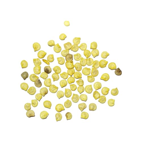 Seed Needs, Jamaican Yellow Hot Pepper Seeds for Planting (Capsicum chinense) Twin Pack of 60 Seeds Each - Heirloom, Non-GMO & Untreated