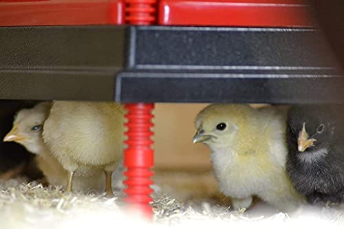 RentACoop Chick Brooder Heating Plate and Anti-Roost Cone Set- Brooder Heat Plate Warms Up to 30 Chicks - Chick Heater with 25 Adjustable Heights and 42 Watts - Safer Than to Heat Lamps - 16" x 16"