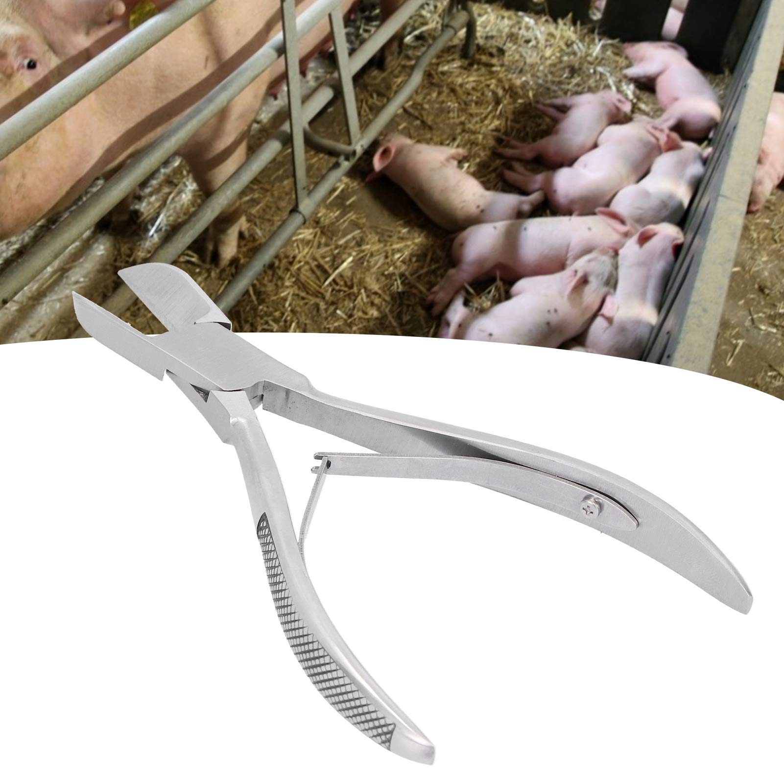 plplaaoo Stainless Steel Straight Head Piglet Teeth Cutter, Pig Tooth Nipper, Piglets Teeth Clipper, Pig Tooth Scissor Piglet Clipper Forceps, Pig Tooth Nipper Piglet Teeth Cutter Piglets Tooth pl