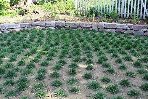St. Augustine 'Seville' Sod - 3 Live Plugs - Drought, Salt & Shade Tolerant Turf Grass