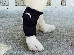 Walkabout Harnesses Hock Support Brace (Medlarge 4-5")