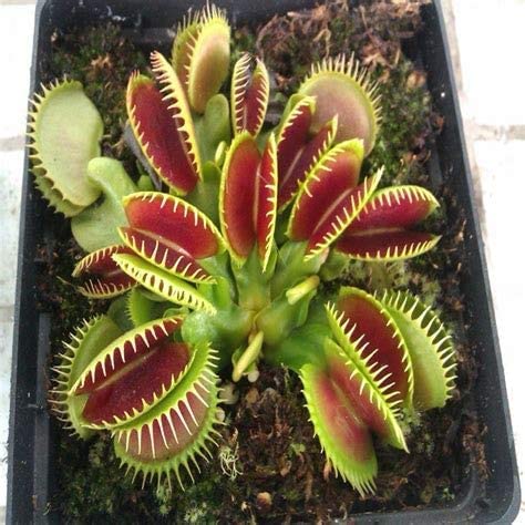 MITRAEE 100 Clip Venus Fly Trap Plant Seeds