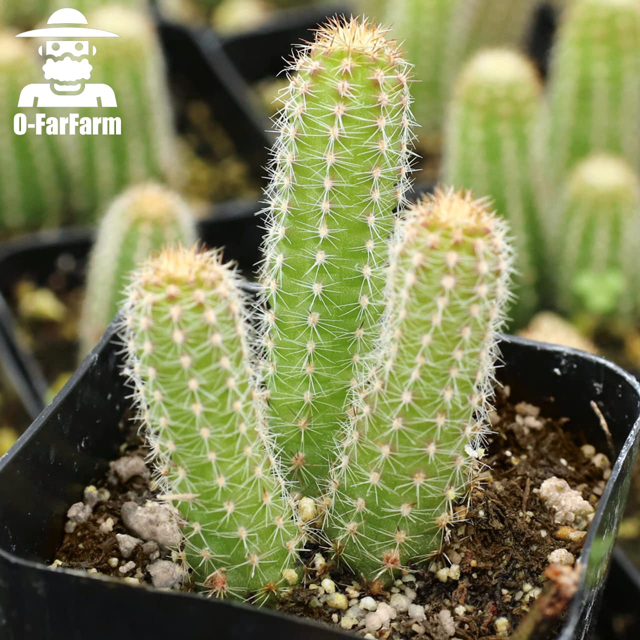 O-FarFarm Cactus Soil Potting Mix 1.1 LBS, Optimized PH Fast Draining with Added Nutrients, Perfect for Small Cactus Pots