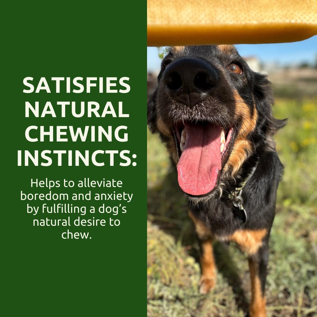 WhiteTail Naturals - Yak Cheese Dog Chews - Long Lasting Tough Dog Bones for Aggressive Chewers & Teething Puppies - All Natural Himalayan Dental Milk Chew Bone (6, Medium)