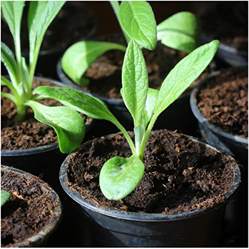 Seed Needs, Green Globe Artichoke Seeds for Planting (Cynaria scolymus) Heirloom, Non-GMO & Untreated (2 Packs)