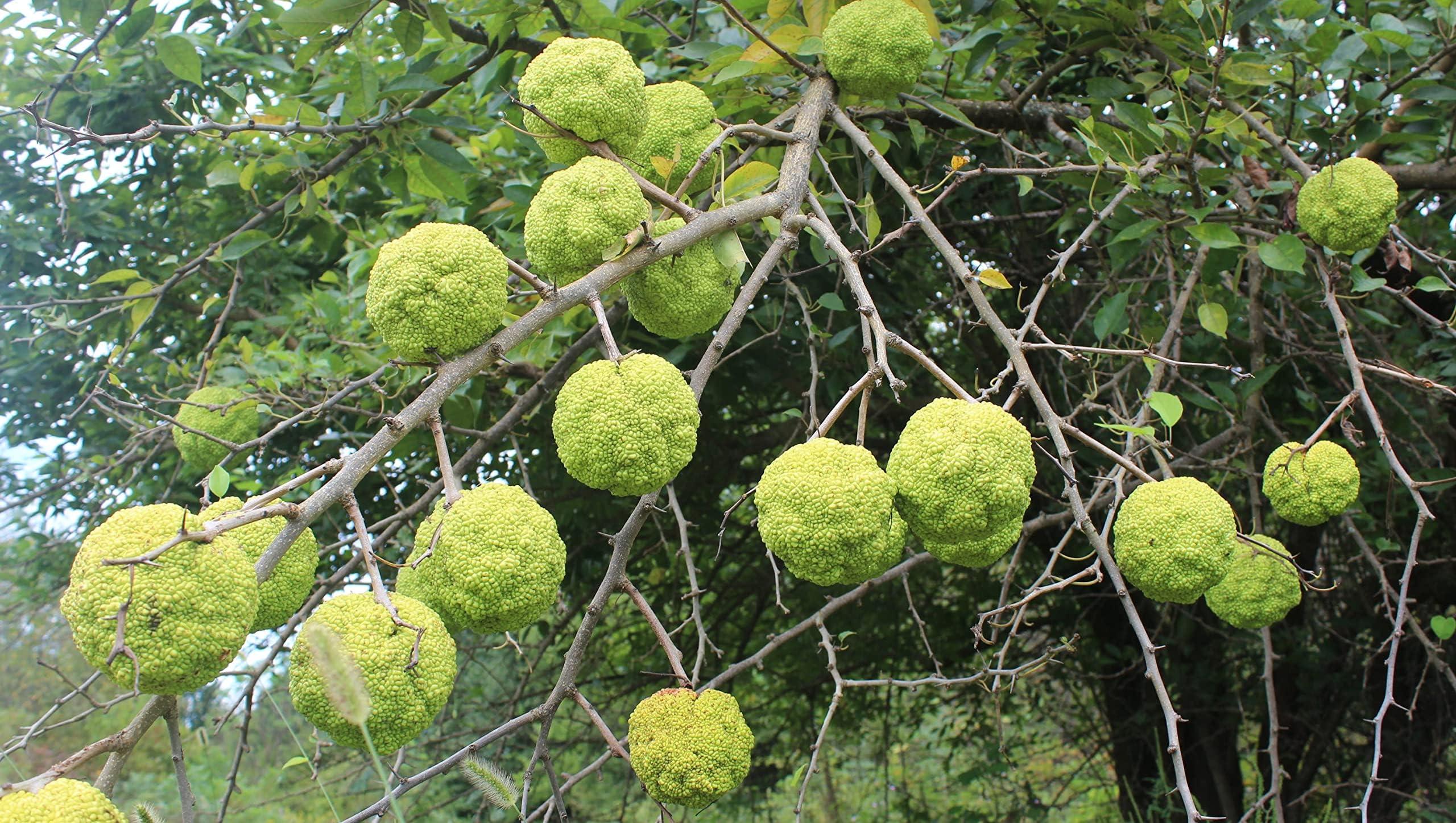 The Rike 100 Seeds Osage Orange Trees Seeds Osage Apple Trees Non-GMO Maclura pomifera, Horse Apple, Brain Fruit Hedge Apple Tree seeds