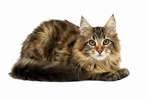 Vitamins for Cats Immune System - Ultra CAT Vitamins - Mineral Supplement - Premium Chews - cat Senior Vitamins - 180 Treats (2 Bottles)