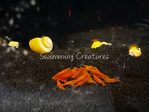Swimming Creatures 10 Orange Sunkist Neocaridina Freshwater Aquarium Shrimp. Live Arrival Guarantee.