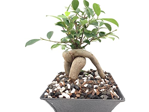 Pumice for Bonsai, Succulent, Cactus | 2 Quarts Bag | 1/4” Particle Size | The Bonsai Supply