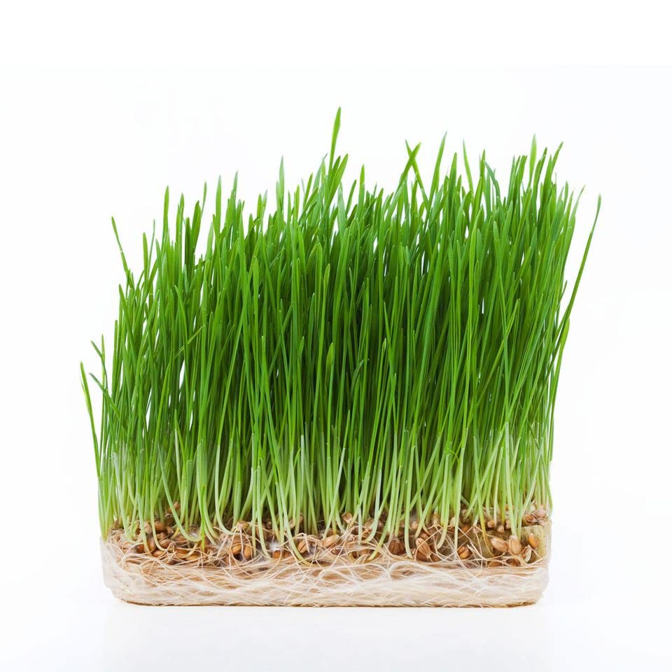 Todd's Seeds - 1 Pound of Wheatgrass Seeds - Non GMO Sprouting Seeds - Grind Into Whole Wheat Flour - Pet Grass - Cat Grass for Indoor Cats - Wheat Grass Seeds
