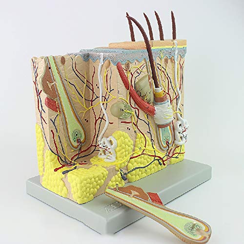Teaching Model,Skin Anatomy Model, Skin Model, Enlarged Human Skin Anatomical Structure Model, Skin Beauty Plastic Face and Face Model for Biology Cosmetic Surgery Teachi