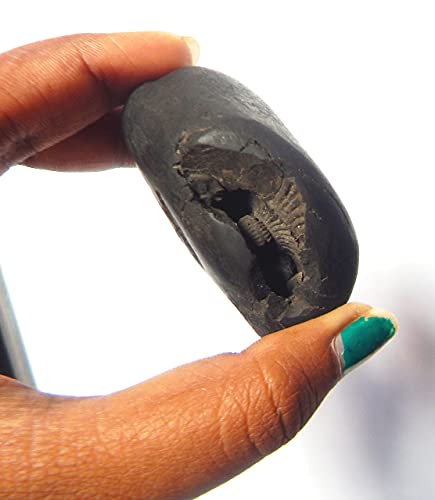 XUETZALCOATL Sacred Adwaitya Achharya Shaligram Nepal Kali Gandaki