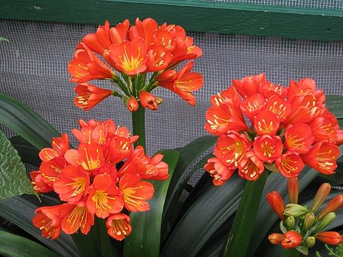 Nutricote. Timed Release Fertilizer. 18-6-8 180 Day. 2 Pounds. Orchids, Plants