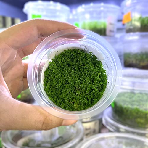 SubstrateSource Dwarf Baby Tears Hemianthus Callitrichoides Live Aquarium Plant Tissue Culture Cup - 100% Snail Free in Vitro (Dwarf Baby Tears)