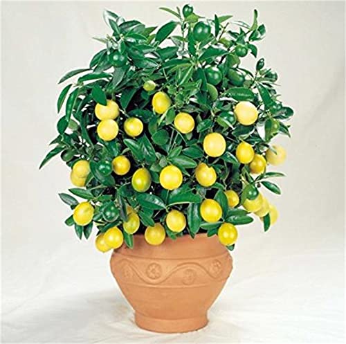 zcbang Natural Fruit Seeds Bonsai Lemon Tree Seeds Fruit Seeds 20Pcs