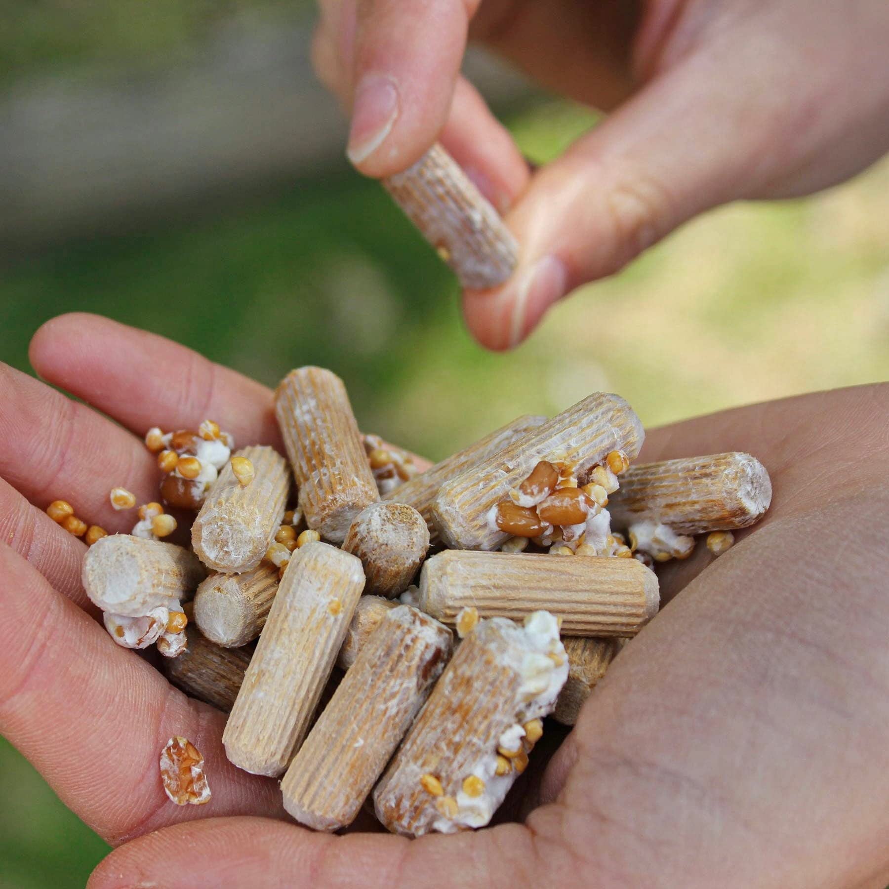 North Spore Organic Shiitake (500 ct) Mushroom Plugs for Logs | Premium Quality Mushroom Plug Spawn | Handmade in Maine, USA | Grow Gourmet Mushrooms Outdoors on Logs | Lentinula edodes