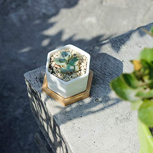 OAMCEG 6 Pack Succulent Plant Pots 2.75 inch Mini Succulent Planter, Set of 6 White Ceramic Succulent Cactus Planter Pots with Bamboo Tray (Plants NOT Included)