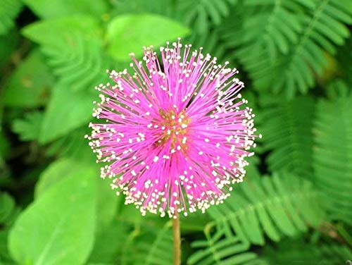 NIKA SEEDS - Flowers Sensitive Plant Pink (Mimosa) - 25 Seeds