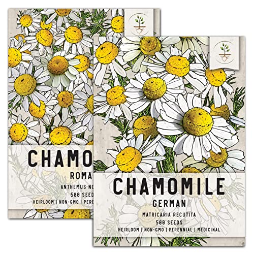 Seed Needs, Chamomile Seed Packet Collection (Roman/German Chamomile Seeds for Planting) Heirloom, Non-GMO & Untreated