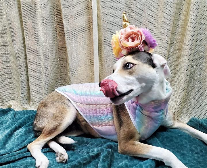 Unicorn Dog Coat, Iridescent Puffer Jacket for Pets, Unicorn Dog Jacket (M 10-15 lbs)