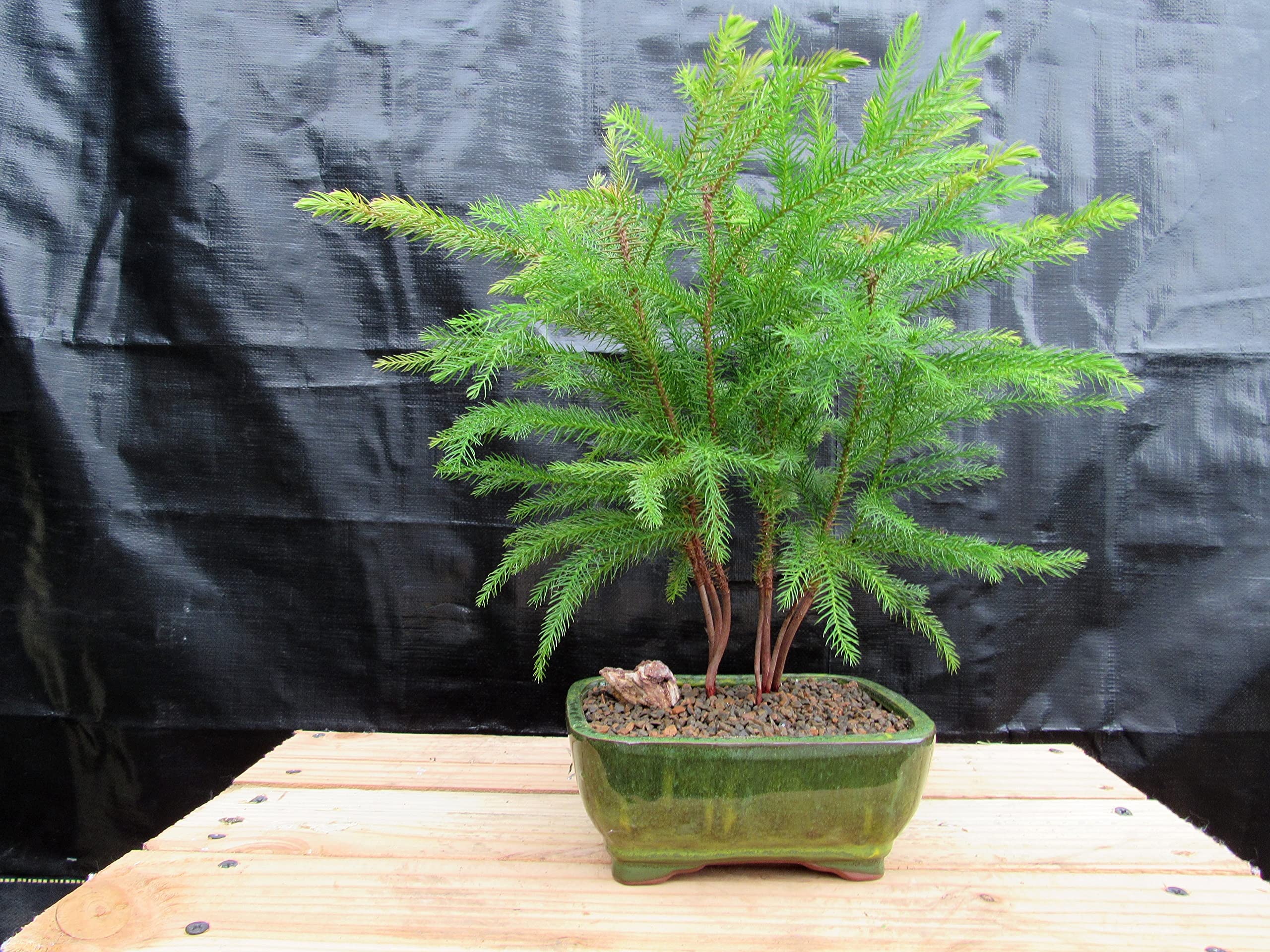Norfolk Island Pine Bonsai Tree (Medium)