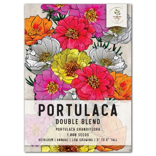 Seed Needs, Portulaca Seeds - 1,000 Heirloom Seeds for Planting Portulaca grandiflora - Moss Rose, Great for Rock Gardens (1 Pack)