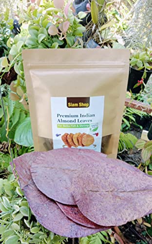 Pufa SIAM Shop Premium Indian Almond Leaves Medium Catappa for Betta Fish & Shrimps|Best Betta Fish / Shrimp Leaves |Indian Catappa Almonds Naturally sourced Almond Leaves Help Boost immunity50 g.