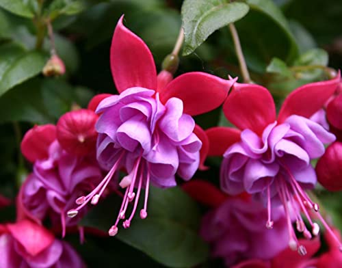 Mixed 100 Seeds Fuchsia Flower Seeds Perennial Home Bonsai