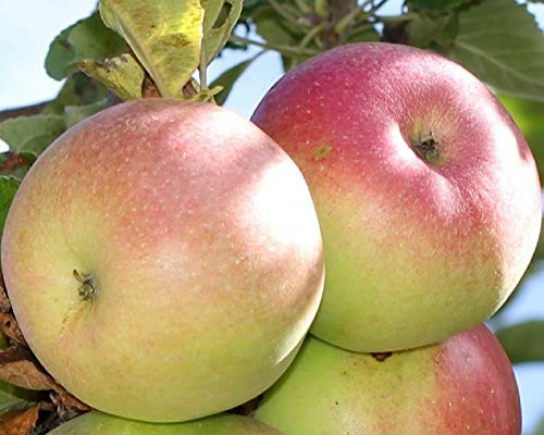 zellajake 30+ Seeds Apple Tree Seeds Mixed Varaieties,Fruit Sweet Delicious