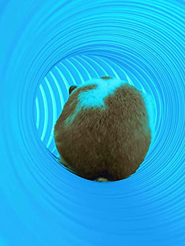 QWINEE Hamster Fun Tunnel Plain Pet Fordable Exercising Training Hideout Tunnel Scalable Pet Plastic Tube Toys for Guinea Pigs Gerbils Rats Mice Ferrets and Other Small Animals Blue One Size