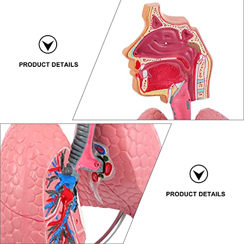 VILLCASE Human Nasal Cavity Throat Anatomy Model, Human Lung Model, Respiratory System Lung Model Teaching Tool, for Students Study Display Teaching Model