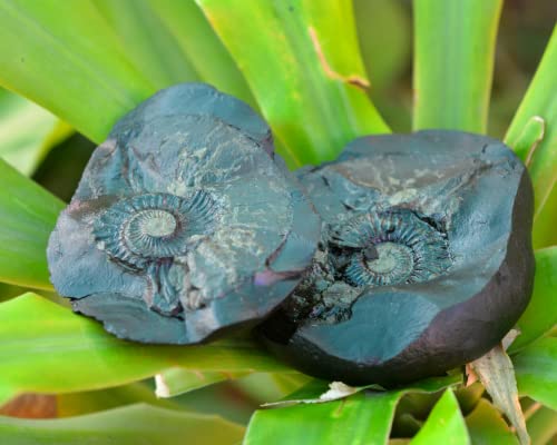 Vishnu Shaligram,2.5"X2.25"Inch Mahavishnu Shaligram, Shaligram Shila, Gandaki River Nepal, Shaligram Stone, Religious Gift, Shaligram from Nepal-I-6052