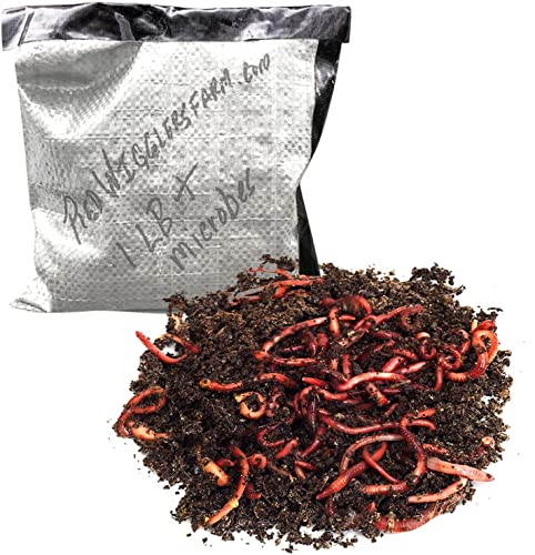 RedWigglersFarm ā 1/2 LBS (Approximately 500 Worms) Premium Red Worms, Red Wigglers Composting Worms, Organic Sustainably Raised, Live Worms, Eisenia fetida, Home Compost Worms, Soil Regeneration