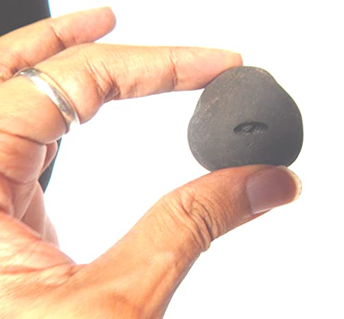 XUETZALCOATL Jyotiraadityah Sudarshan Shaligram 1.5cm - 2.5cm from Kali Gandaki 1 pcs