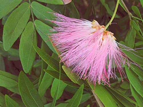 SCHULTZII Pink Powder Puff Tree Live Plant Oriental Rose Cascade Calliandra Unique Flowers Bonsai Starter Plant 4 Inch Pot Emerald tm