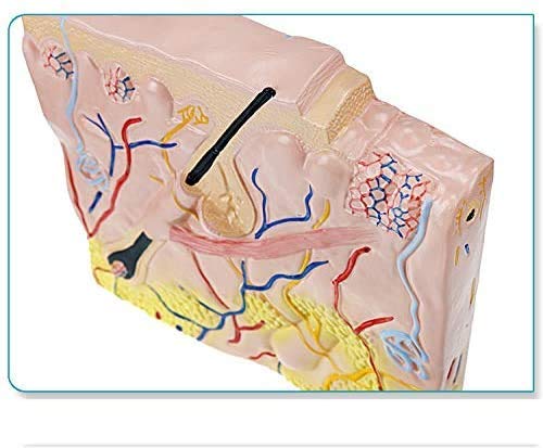 The Skin Structure Model - Planar Structure of Human Anatomical Medical Model Skin Leather Model - Model for The Visual Study,Lab Supplies