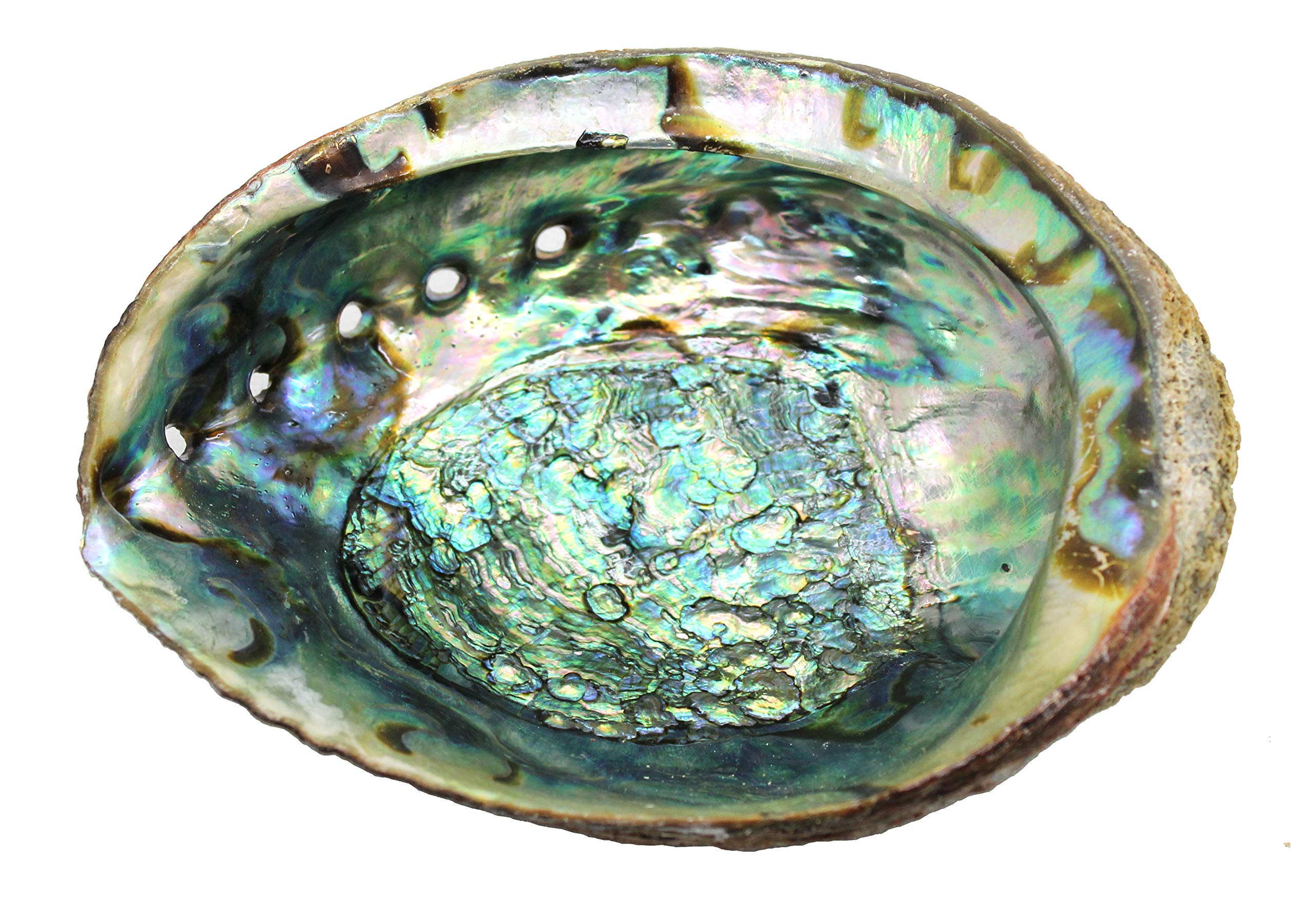 Govinda Hand Selected Abalone Shell (7 Inches)