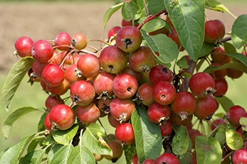 Sargent Crabapple Tree Live Plant 10-16" Tall DORMANT - Crab Apple Fruit - No Ship to CA, HI