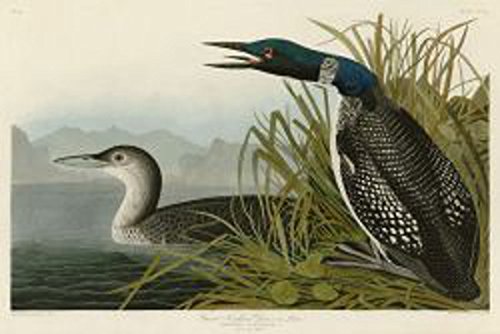 Great Northern Diver or Loon Audubon Wildlife Bird Animal Nature Poster (Choose Size of Print)