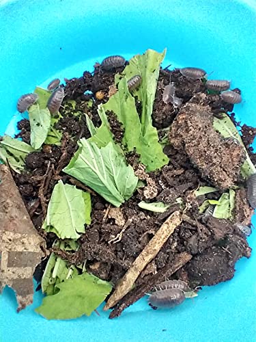 Universal Specialties Bulk Roly Polys Lot of 25 Rolie Polie Live Isopods Little Pet Animal Pill Bugs