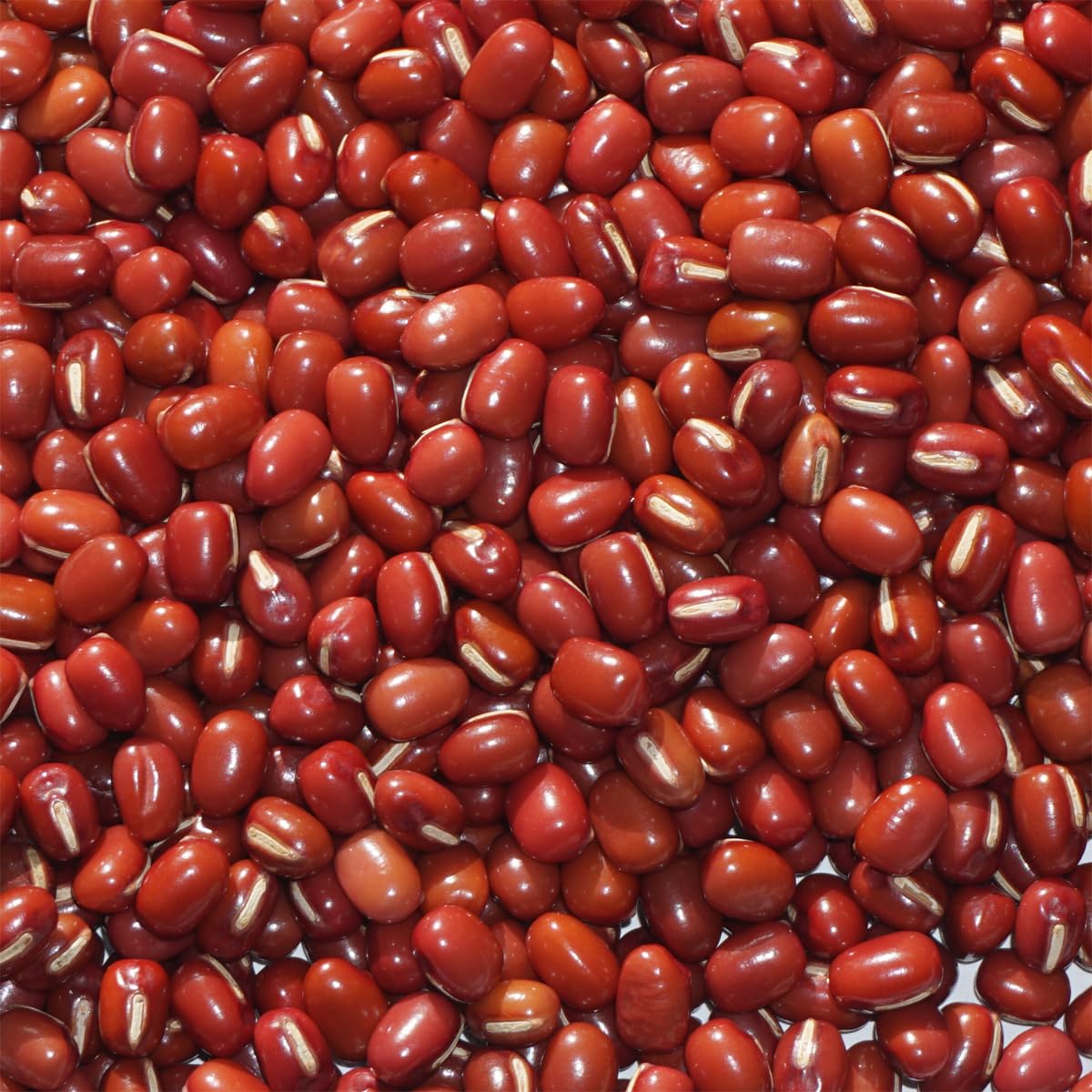 Hokkaido Toyomi Dainagon red beans 1kg Dainagon Dainagon azuki bean red bean red bean ä§