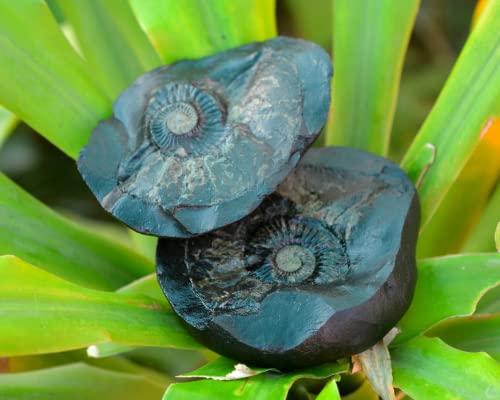 Vishnu Shaligram,2.5"X2.25"Inch Mahavishnu Shaligram, Shaligram Shila, Gandaki River Nepal, Shaligram Stone, Religious Gift, Shaligram from Nepal-I-6052