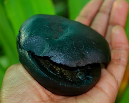 Vishnu Shaligram,2.5"X2.25"Inch Mahavishnu Shaligram, Shaligram Shila, Gandaki River Nepal, Shaligram Stone, Religious Gift, Shaligram from Nepal-I-6052