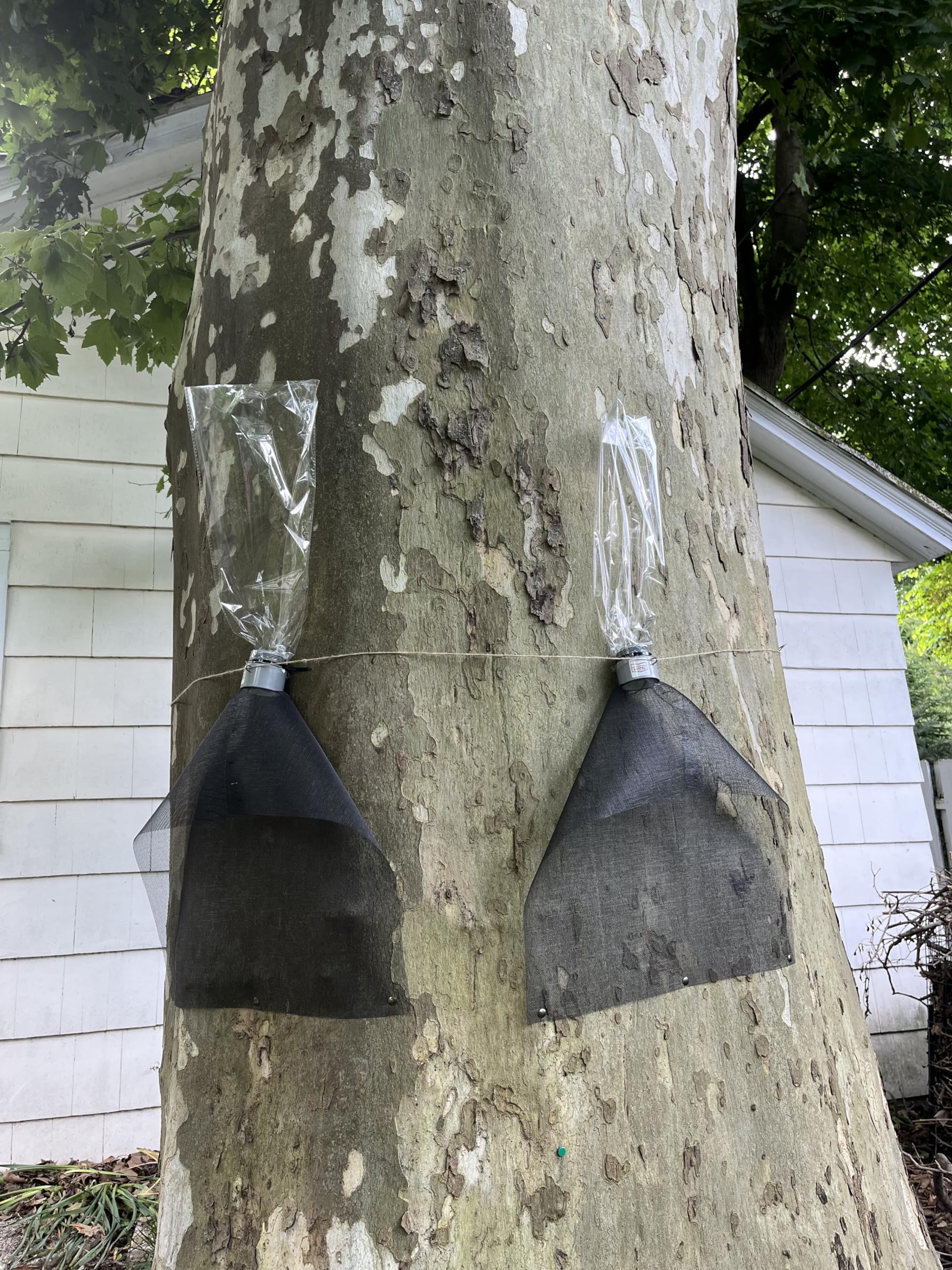 Spotted Lanternfly SLF Trap. Safe and effective way to catch lantern flies and nymphs.
