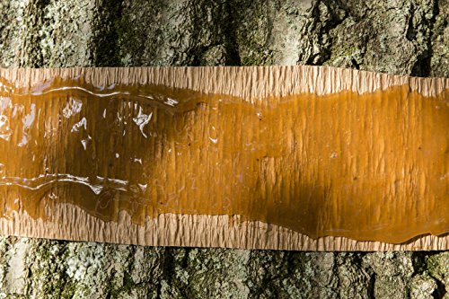 Tanglefoot Insect Barrier (Tub), 15 oz.
