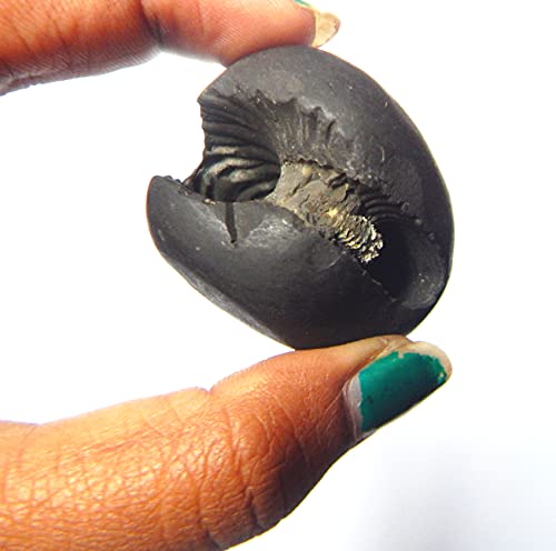XUETZALCOATL Keshavah Sudarshan Shaligram 1.5cm - 2.5cm from Kali Gandaki 1 pcs