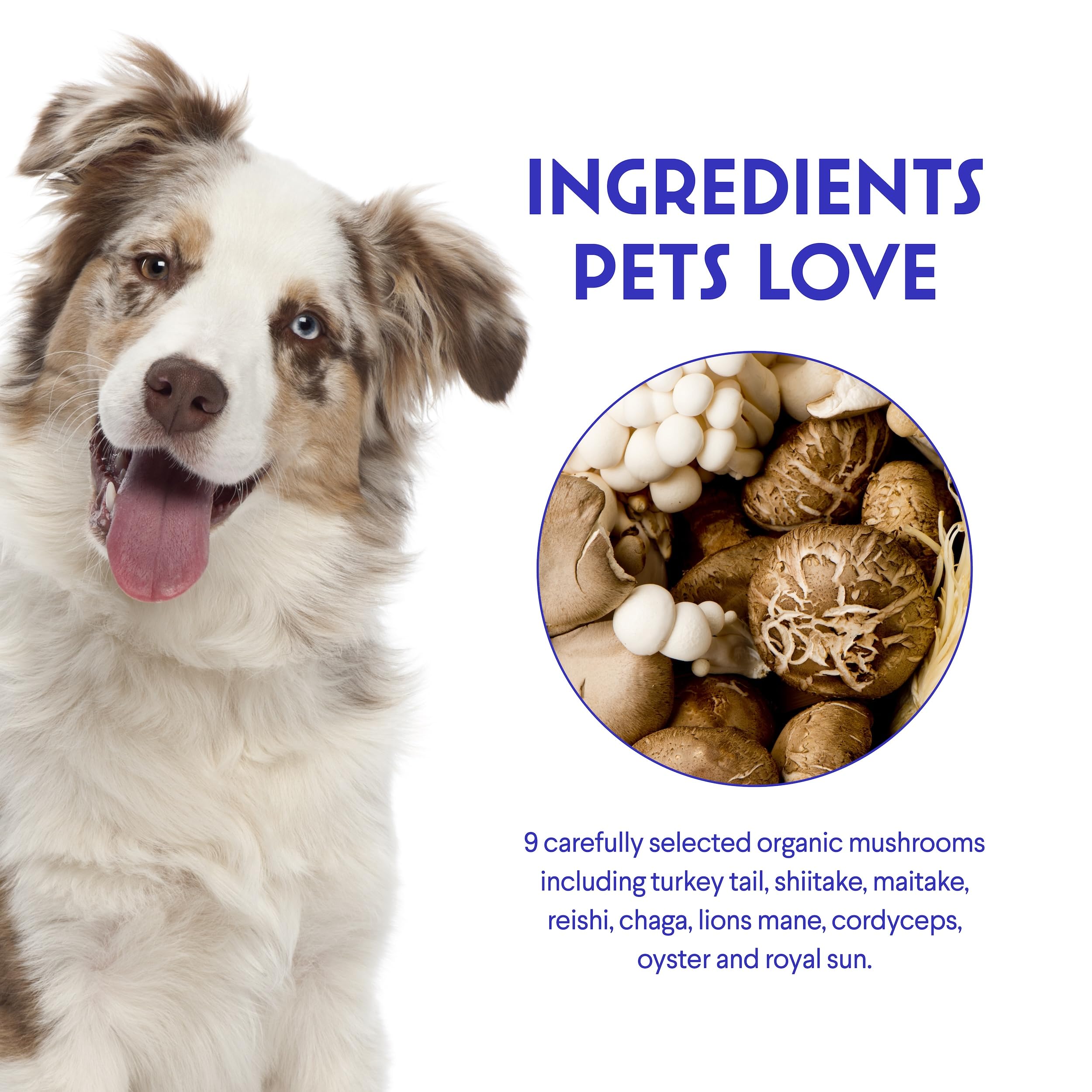Wonder Paws Immune Support Mushroom Powder for Dogs β Organic Mushroom Complex for Immunity, Cognition, Cellular Health, Longevity - With Turkey Tail Mushroom for Dogs, Reishi & Lions Mane β 90 Scoops