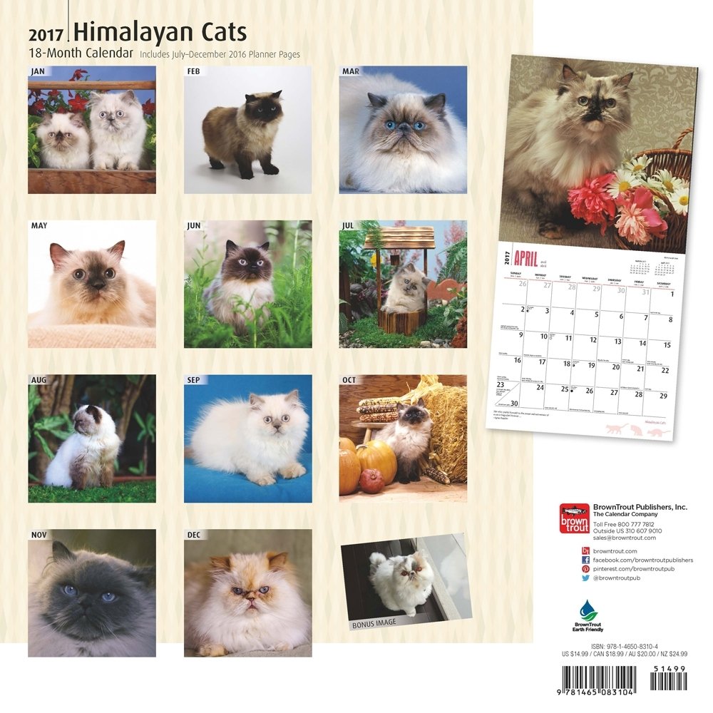 Himalayan Cats 2017 Square