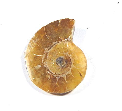 XUETZALCOATL Aadidevah Sudarshan Shaligram 1.5cm - 2.5cm from Kali Gandaki 1 pcs